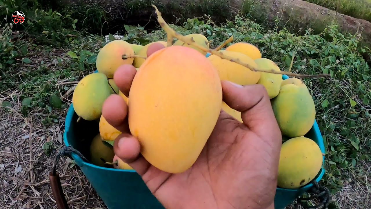 Library@KMUTT ARCHIVE: ขี้ใต้