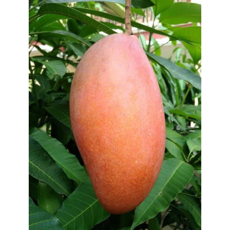 Library@KMUTT ARCHIVE: ไซซี Zai-zee