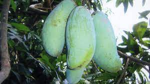 Library@KMUTT ARCHIVE: แก้วลืมคอน