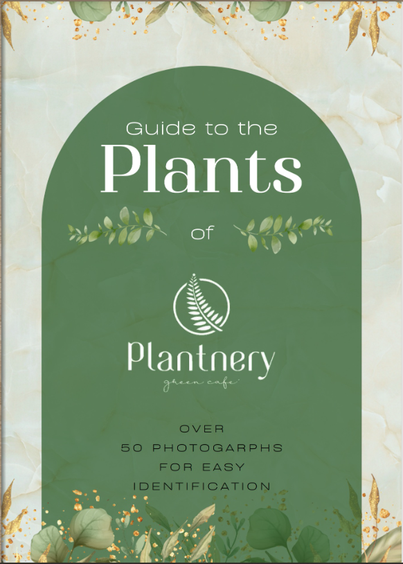 Library@KMUTT ARCHIVE: Guide to the Plants of Plantnery green café