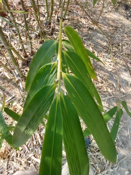 Library@KMUTT ARCHIVE: ไผ่หม่าจู